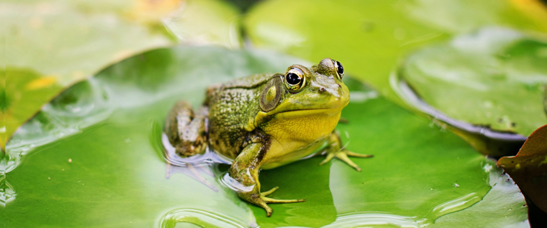 Jeremiah was a Bullfrog (Joy to the World)