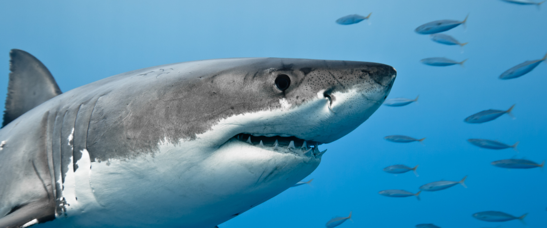 The Sharks are Circling